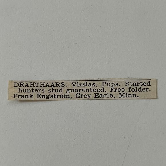 None and/or Unknown | Other | Frank Engstrom Drahthaars Vizslas Pups ...